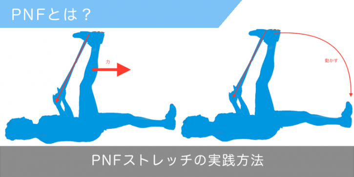 PNFとは？PNFストレッチのやり方と一人での実践法 | ダイエットなら美wise！